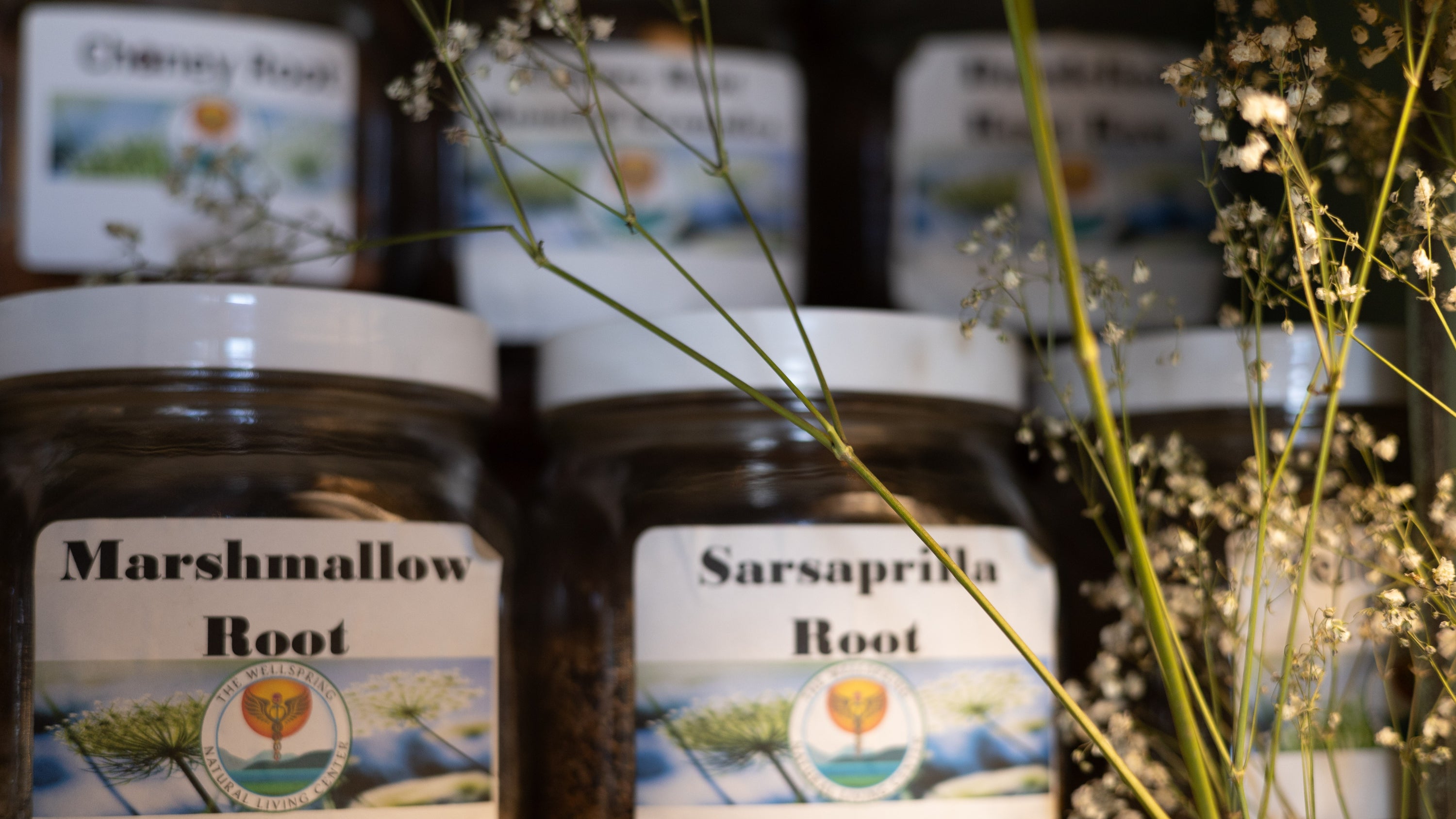 The WellSpring Natural Living Center – The Wellspring Natural Living Center